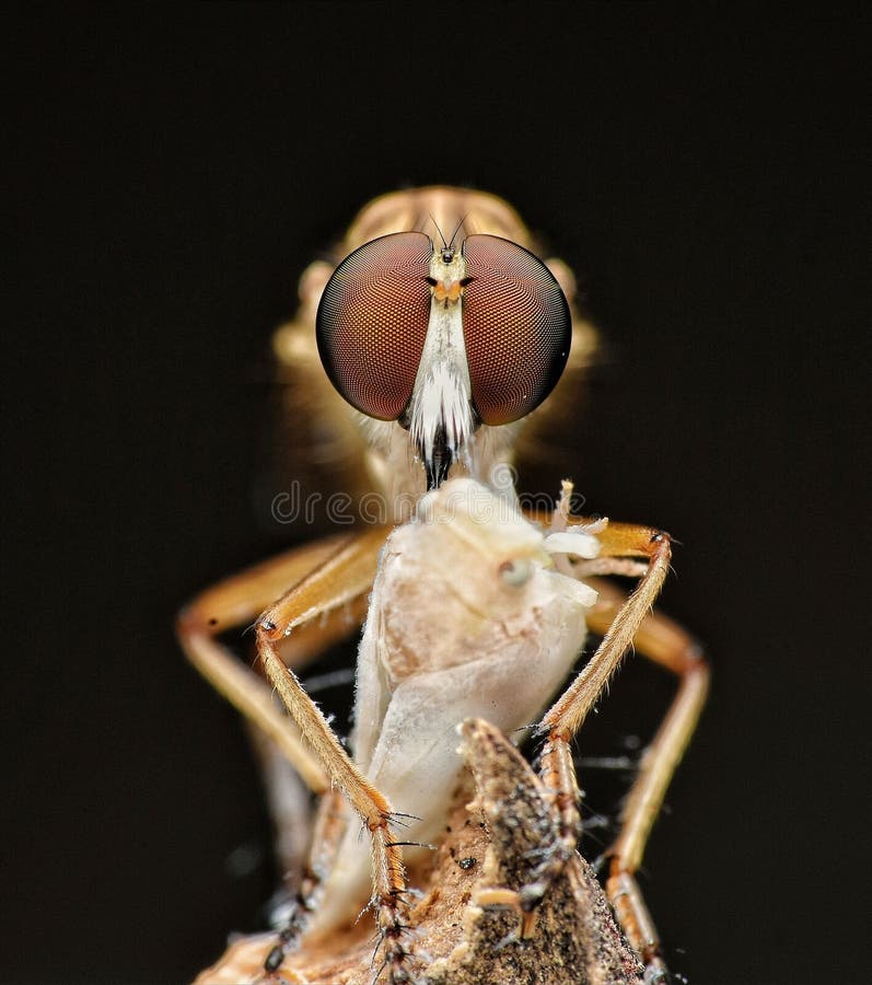 Compound Eyes of a Robberfly Stock Image - Image of food, animal: 250709155