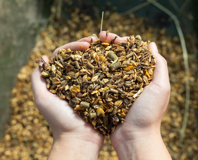 Compound Feed for Feeding Horses in Hands Closeup Stock Image - Image ...