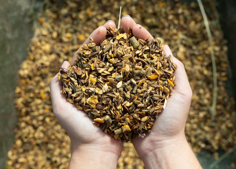 Compound Feed for Feeding Horses in Hands Closeup Stock Image - Image ...
