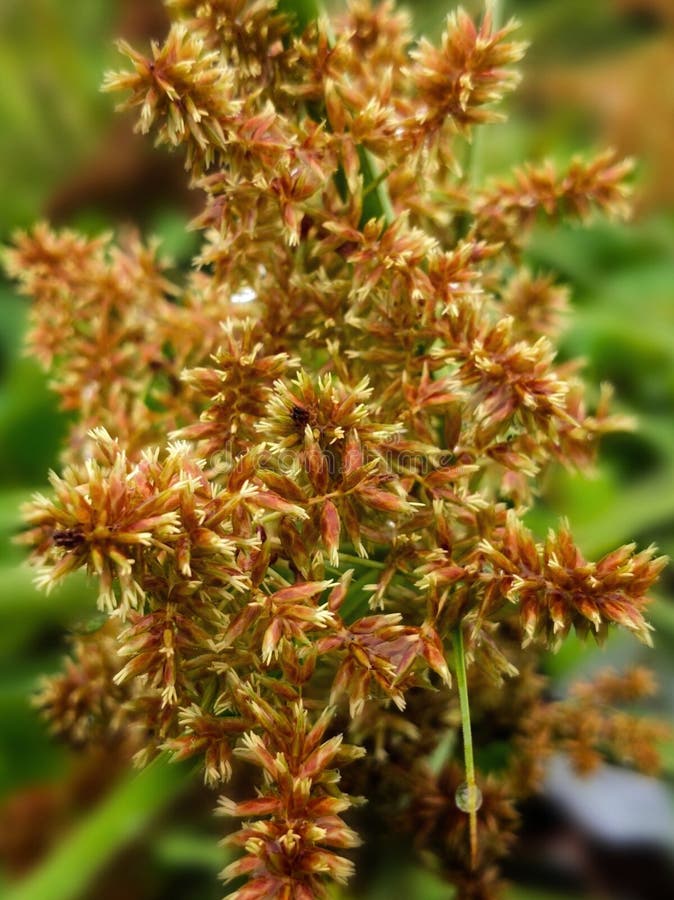 3,128 Compound Flowers Stock Photos - Free & Royalty-Free Stock Photos ...