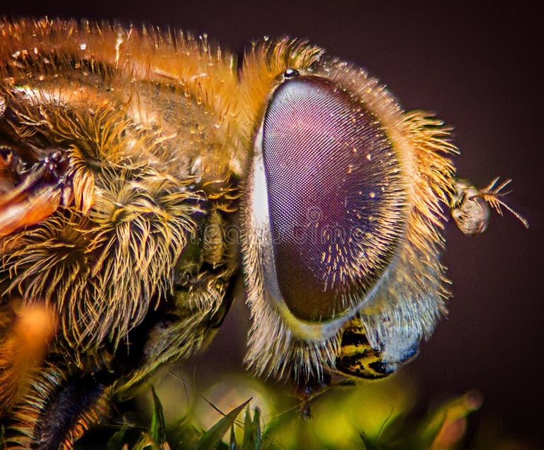 Compound fly eye macro stock image. Image of hover, compound - 43750757