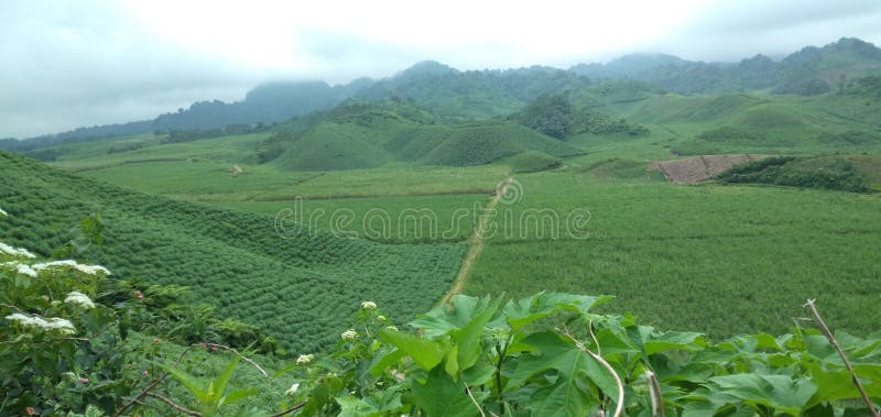 Compound of Hills stock image. Image of shrub, plantation - 222008647