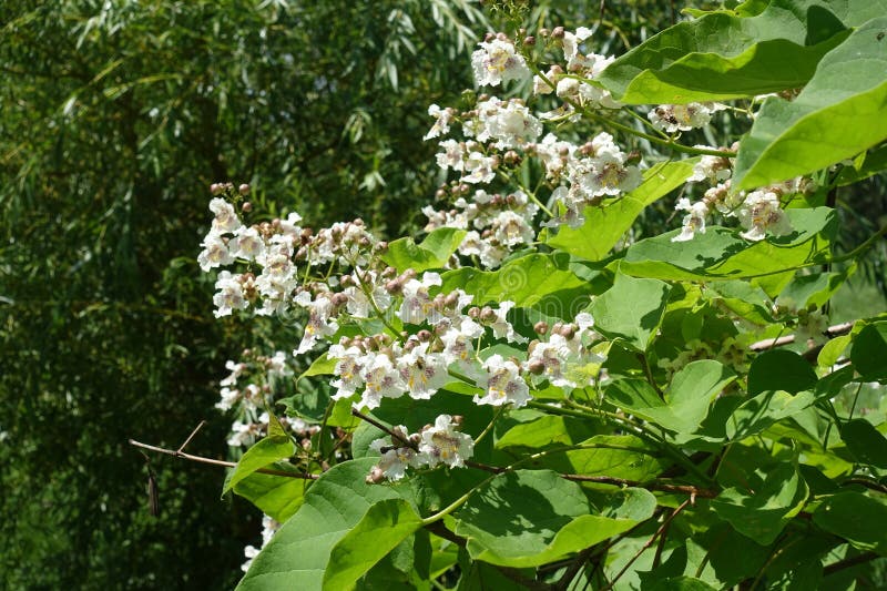 Compound Inflorescences of Catalpa Bignonioides in June Stock Photo ...