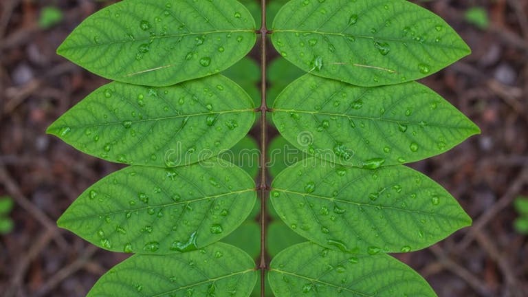 Vegetable Compound Stock Illustrations – 865 Vegetable Compound Stock ...