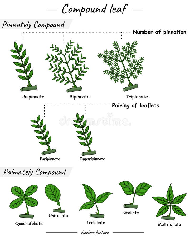 Compound Leaf. Different Types of Compound Leaf Stock Vector ...