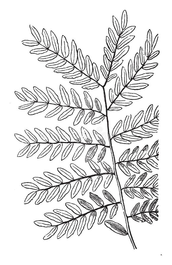 Compound Leaf Vintage Illustration Stock Vector - Illustration of ...