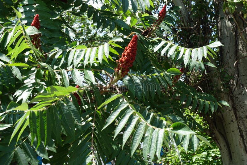 Compound Leaves and Red Fruit Clusters of Vinegar Tree Stock Image ...