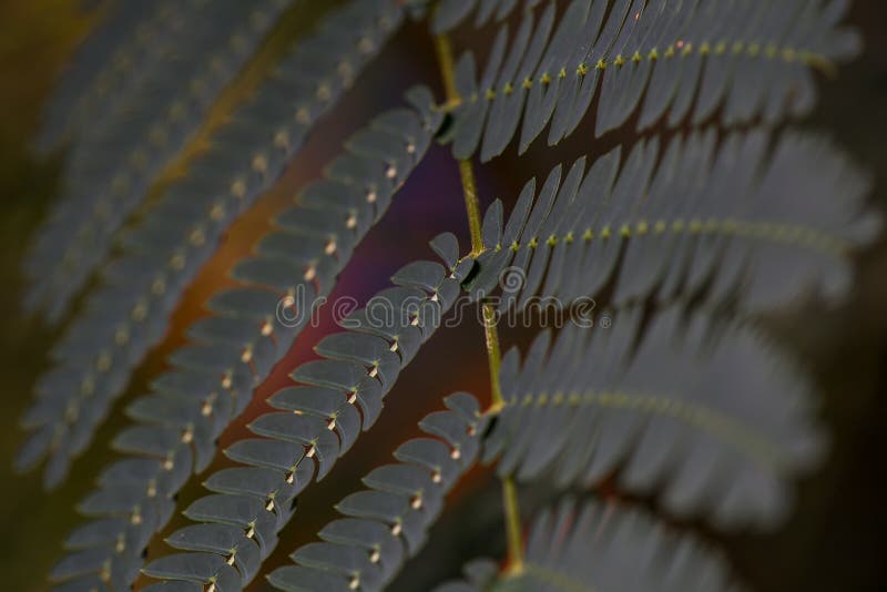 Compound Leaves Type, Imparipinnate or Odd Pinnate, Stock Image - Image ...