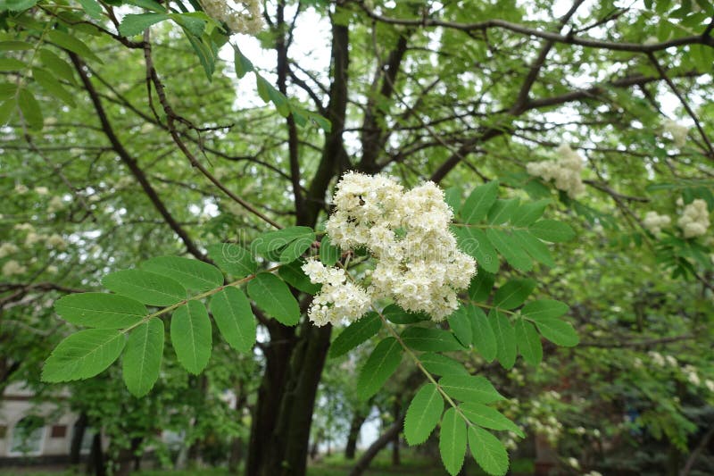 Compound Leaves and White Flowers of Rowan Tree in May Stock Photo ...