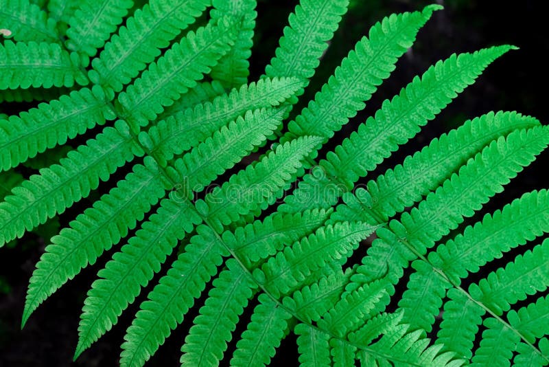 Compound Pinnate Leaves with Black Background. Pattern of Leaf Branches ...