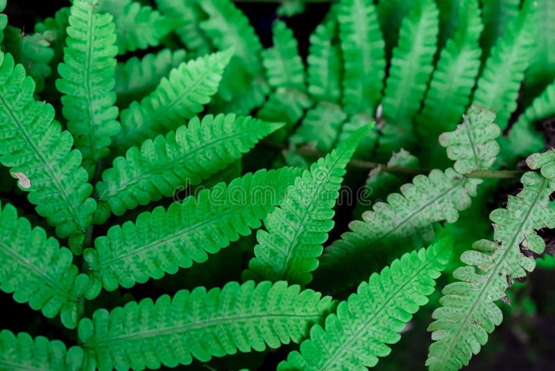 Compound Pinnate Leaves with Black Background. Pattern of Leaf Branches ...
