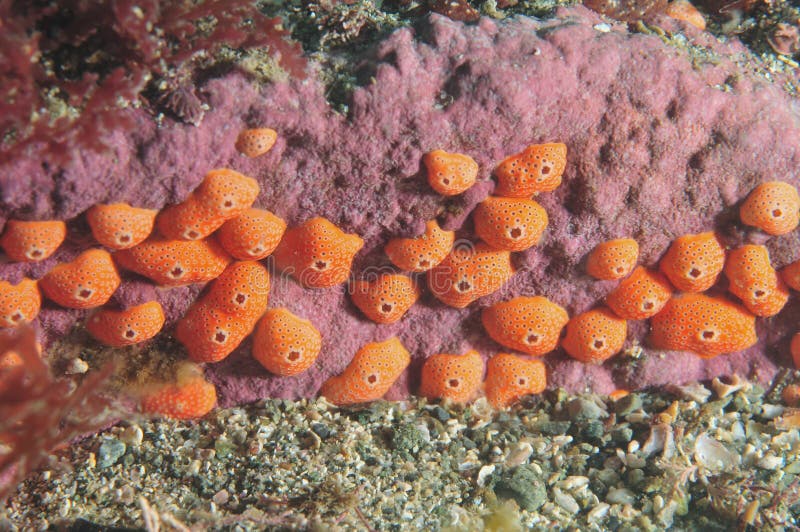 Tunicates stock image. Image of bali, tunicates, feeding - 10398209
