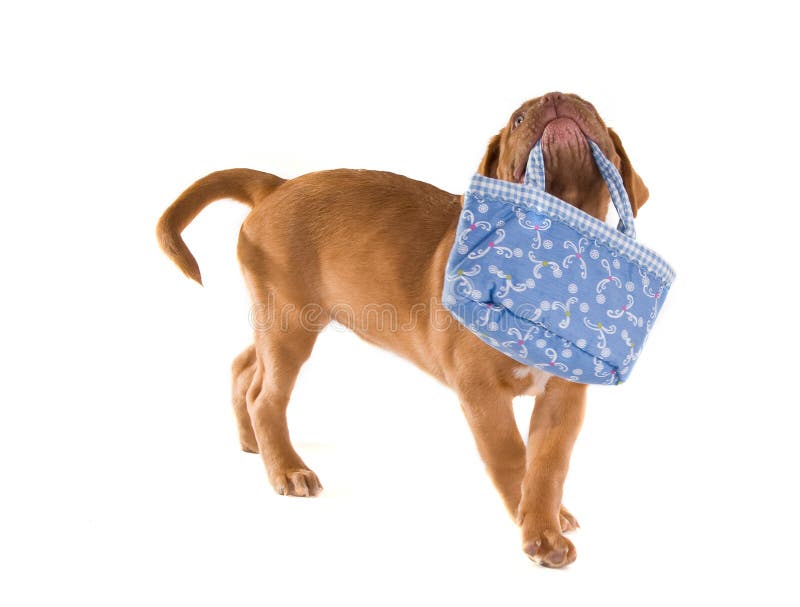 Compras felices imagen de archivo. Imagen de perrito - 12077803