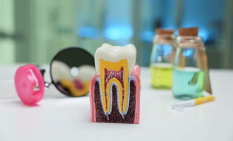Comprehensive Dental Anatomy Model Featuring Tooth and a Variety of ...