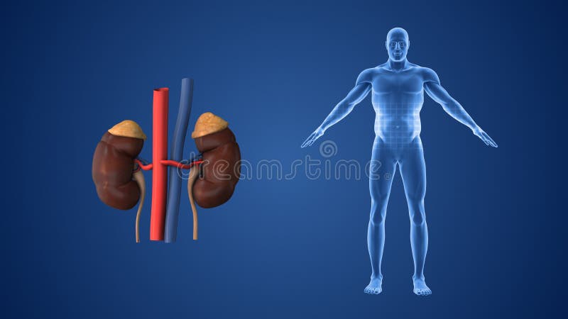 Comprehensive Health Screening for Kidney Organ Function Stock ...