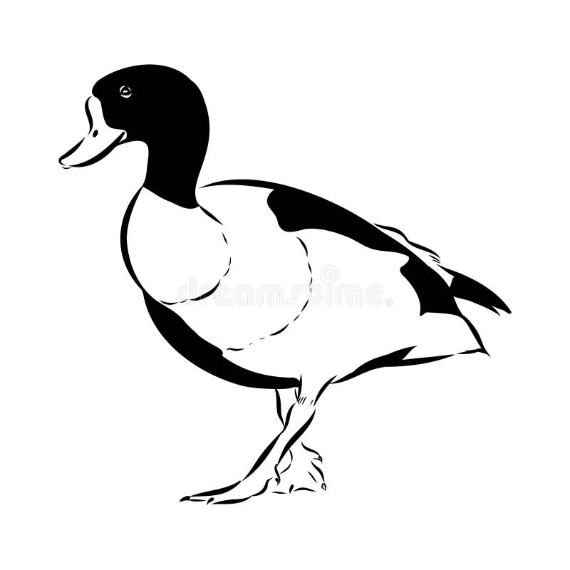 Comprehensive Shelduck Line Art Vector Set for Detailed Illustrations ...