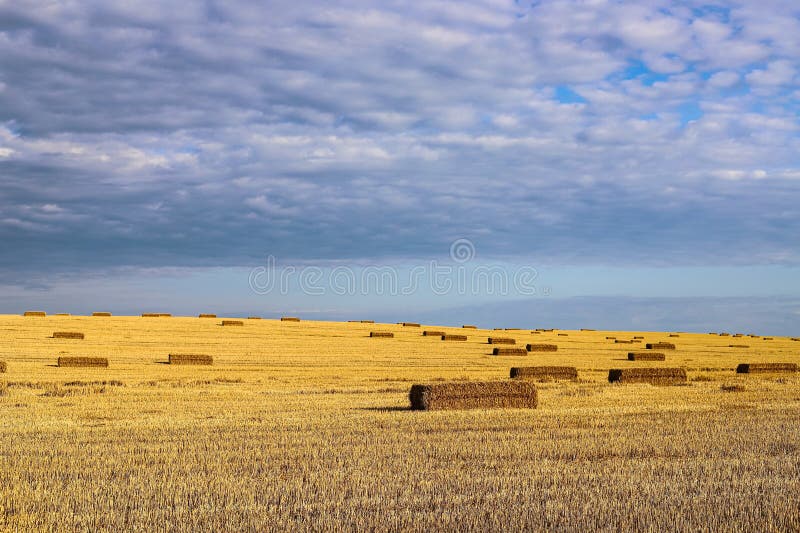 Compressed Field with Rectangular Bales of Yellow Straw in an Empty ...
