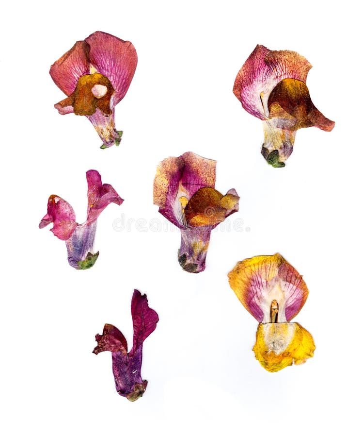 Compressed Snapdragon Petals Spread Out Isolated on White Stock Image ...