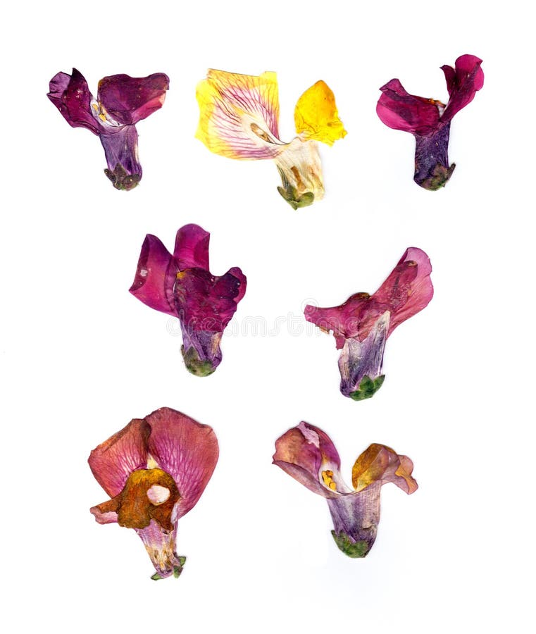 Compressed Snapdragon Petals Spread Out Isolated on White Stock Image ...