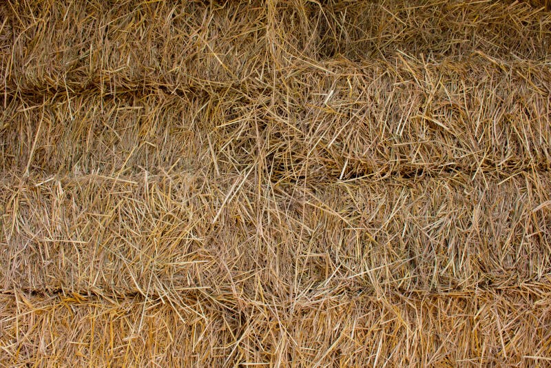 Compressed Straw from Rice Background in Farming in Thailand. Stock ...