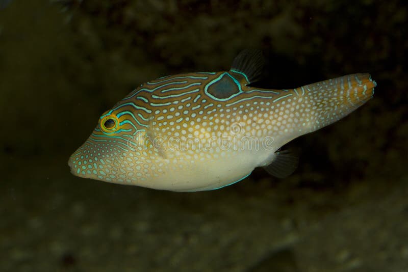 The Compressed Toby or Fingerprint Toby Canthigaster Compressa. Stock ...