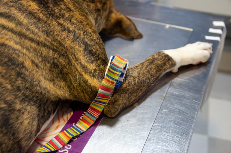 Compression of a Dog`s Vein Stock Image - Image of injection, hand ...