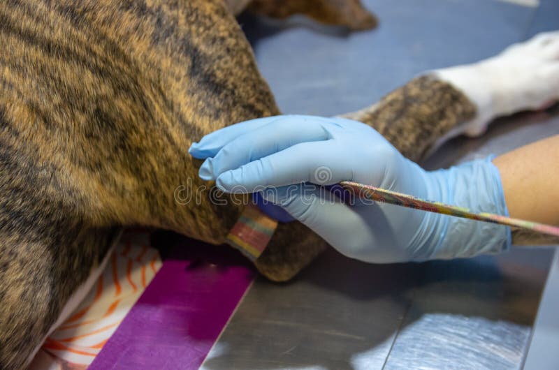 Compression of a Dog`s Vein Stock Image - Image of mammal, endovenous ...