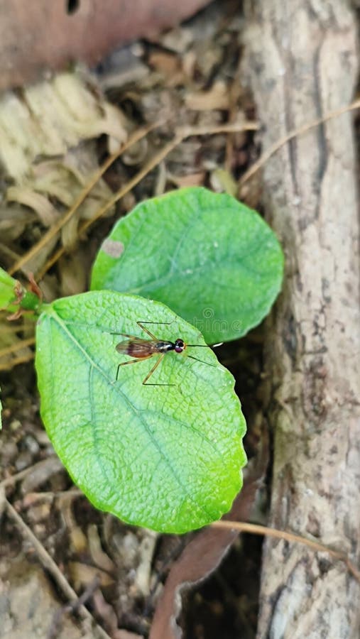 Compsobata Stock Photos - Free & Royalty-Free Stock Photos from Dreamstime