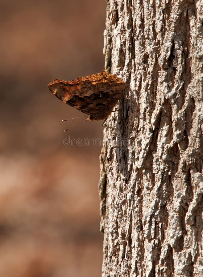 Compton Tortoiseshell Butterfly on Tree Stock Photo - Image of mark ...