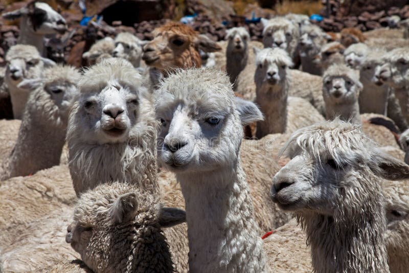 Compuesto de Alapca imagen de archivo. Imagen de america - 27087071