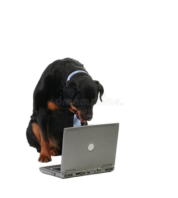 Computer stock photo. Image of keyboard, laptop, black - 2272164