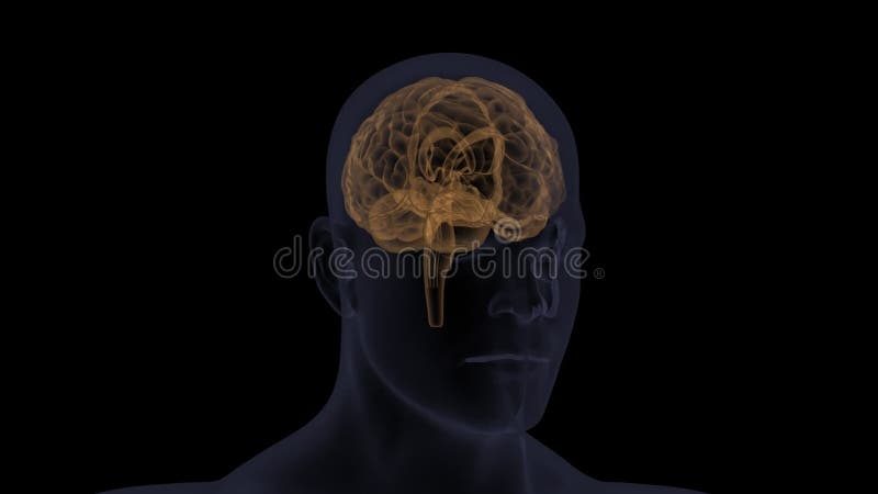 Computer Animation of a Human Brain Scan Turn Around Stock Video ...