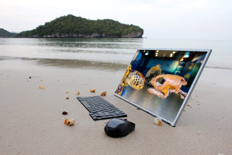 The Computer on a Beach with a Sea Turtle. Stock Photo - Image of ...