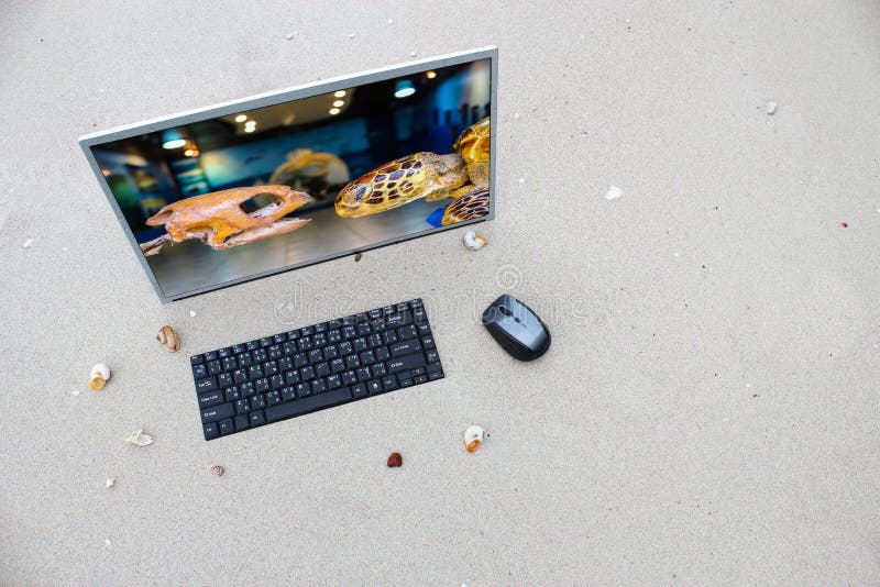 Turtle on Computer with Keyboard and Wireless Mouse. Stock Image ...