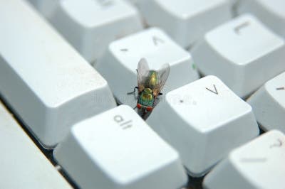 Computer bug stock photo. Image of computers, insect, keyboard - 1075282
