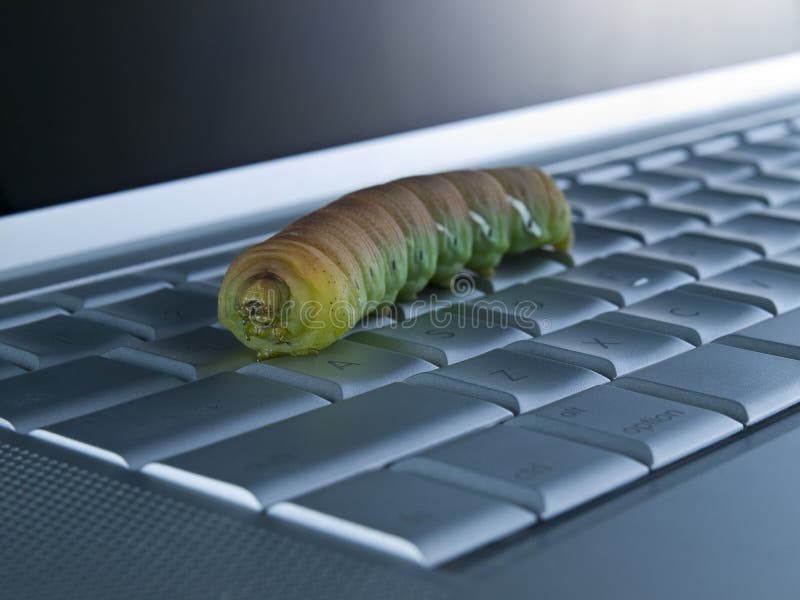 Computer bug stock image. Image of close, green, fauna - 7598075