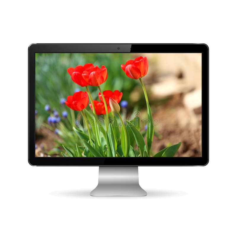 Computer Display with Tulips Flowers on the Screen Stock Photo - Image ...