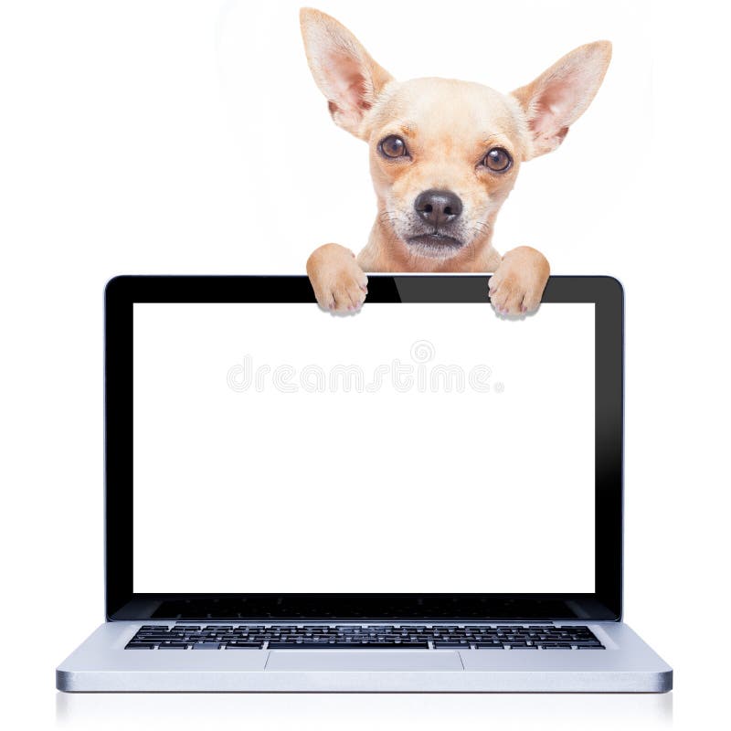 Cute Chihuahua Puppy Dog Sitting at Computer. Stock Photo - Image of ...