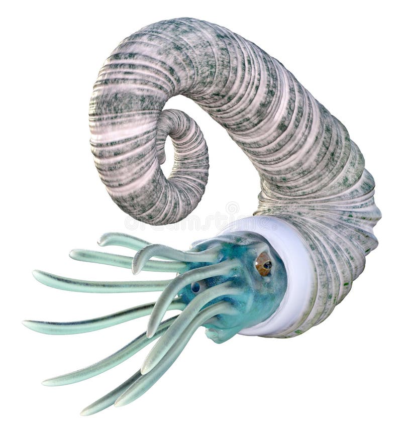 Ammonoid Stock Illustrations – 41 Ammonoid Stock Illustrations, Vectors ...