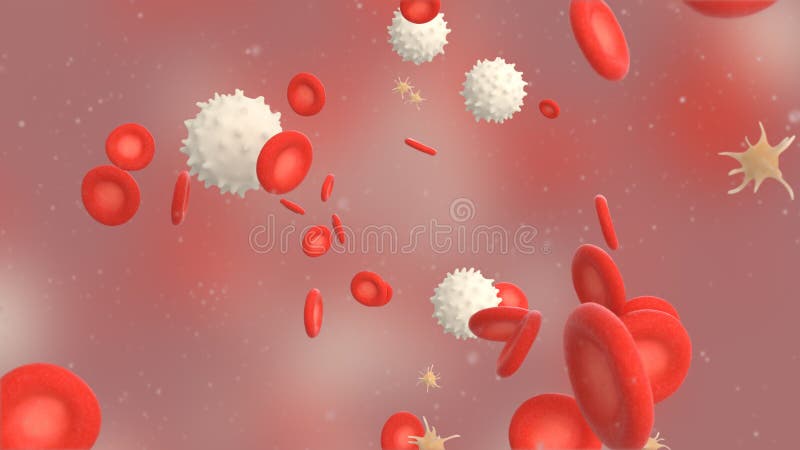 White Blood Cells Platelets And Red