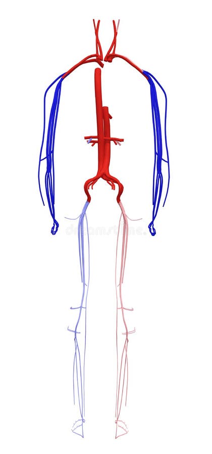 Circulatory System Isolated on White Background Stock Illustration ...