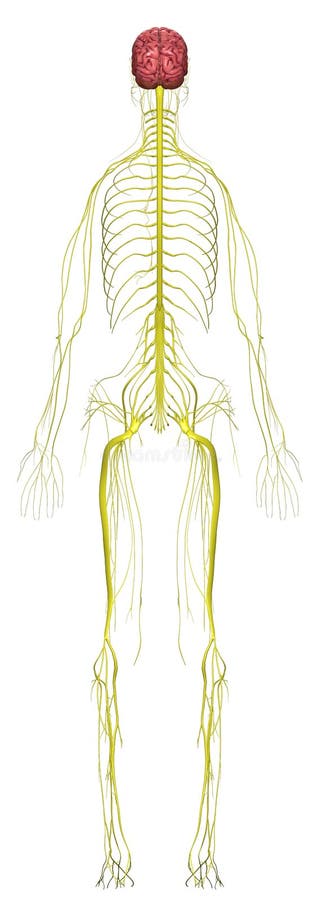 Human Anatomy Female Nervous System from Back Stock Illustration ...