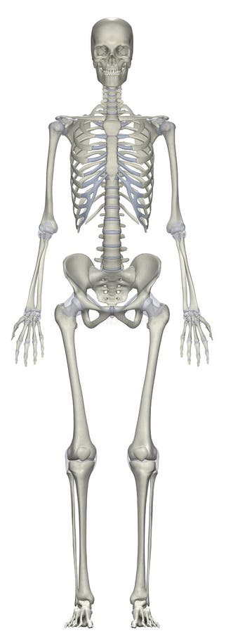 Human Anatomy Female Skeleton Multiple Angles Stock Image ...