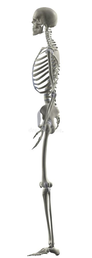 Human Anatomy Female Skeleton Multiple Angles Stock Image ...
