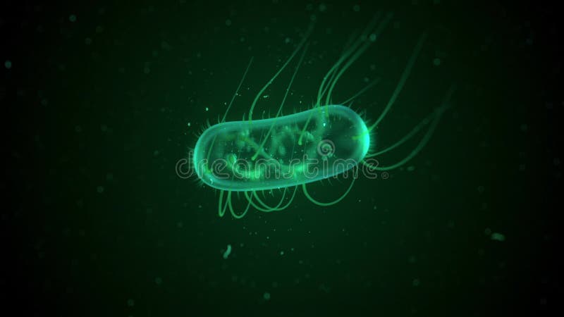 E Coli Bacteria in Motion 3D Animation. Stock Footage - Video of gram ...