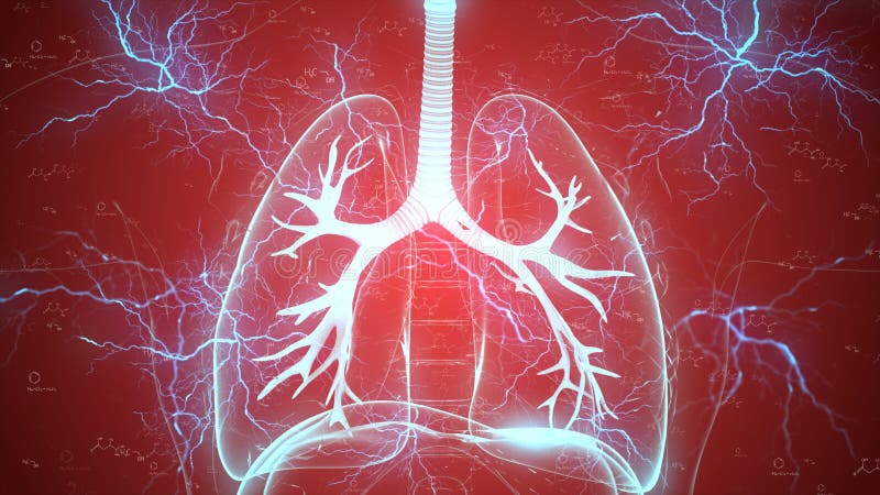 Computer Generated Human Lungs System Anatomy Stock Illustration ...
