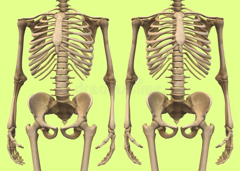 A Pair of Human Skeletons Focused on the Body Stock Illustration ...