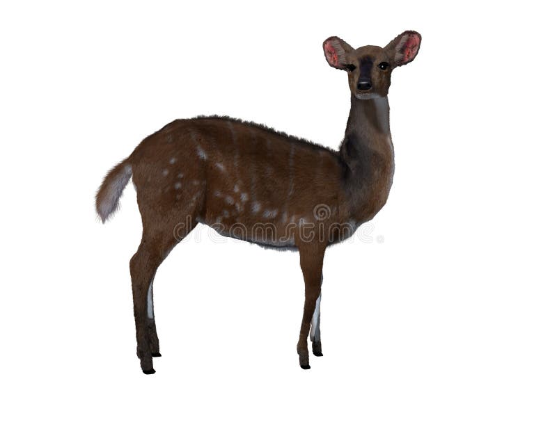 Bushbuck Stock Illustrations – 93 Bushbuck Stock Illustrations, Vectors ...