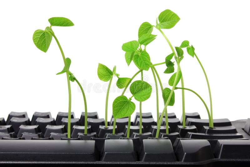 Green Plants between Black Keys in a Computer Keyboard Stock Photo ...