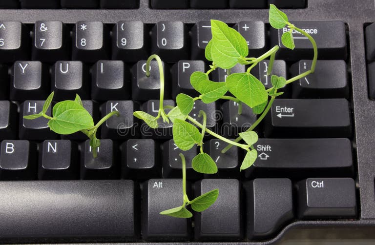 Computer Keyboard with Sprouts Stock Image - Image of wide, fresh: 28436245